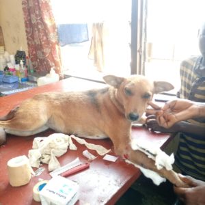 Liberia Animal Welfare and Conservation Society